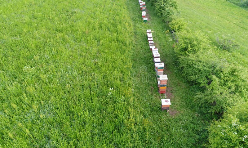 Aerial View on Bee House in Green Field Stock Photo - Image of ...