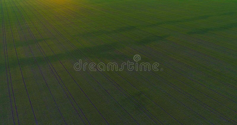 Aerial View of a Big Prosperous Field Stock Photo - Image of view ...