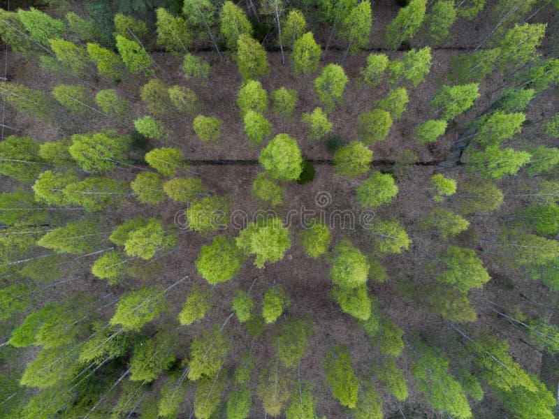 Aerial view of birch trees stock image. Image of finland - 121134349