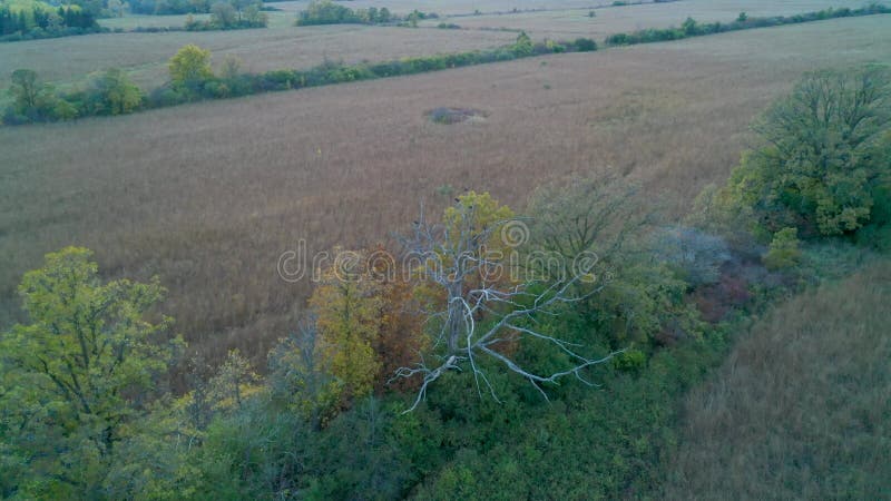 Aerial View of Birds on a Dead Tree Stock Video - Video of fall, farm ...