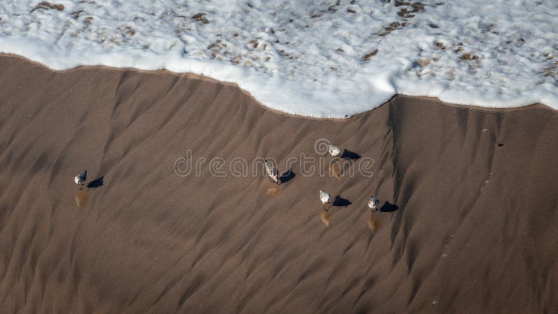 Aerial View of Birds on the Sea Coast Stock Photo - Image of nature ...