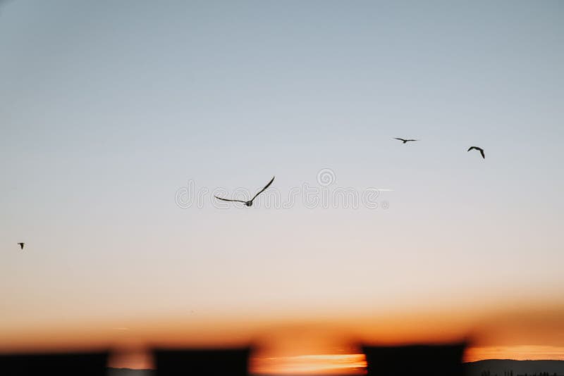 Aerial View of Birds during Sunset Stock Image - Image of outdoor ...