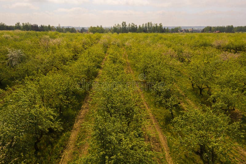 Aerial View of Blooming Apple Orchard Stock Photo - Image of apples ...