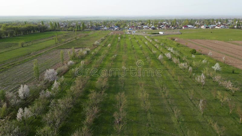 Aerial View of Blooming Apple Orchard Stock Footage - Video of ...