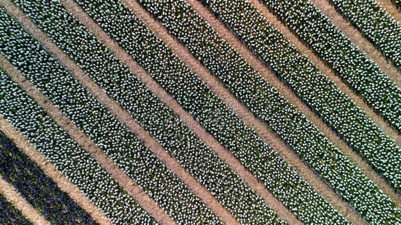 Aerial View of Blooming Flower Rows in Perfect Diagonal Alignment ...