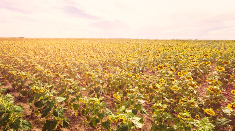 Sunflower field stock image. Image of aerial, sunflowers - 88417529