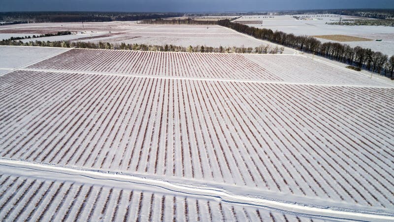 Aerial View of Blueberry Field in Winter Stock Image - Image of dormant ...