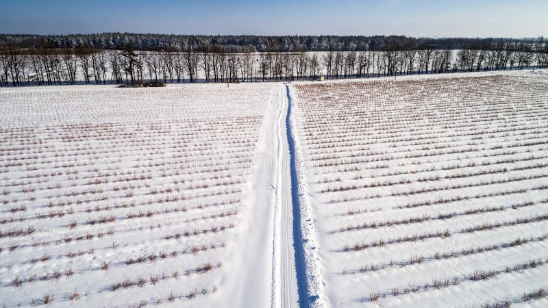 Aerial View of Blueberry Field in Winter Stock Image - Image of ...