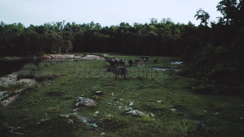 Aerial View of Buffalo Herd at Riverside Stock Footage - Video of river ...
