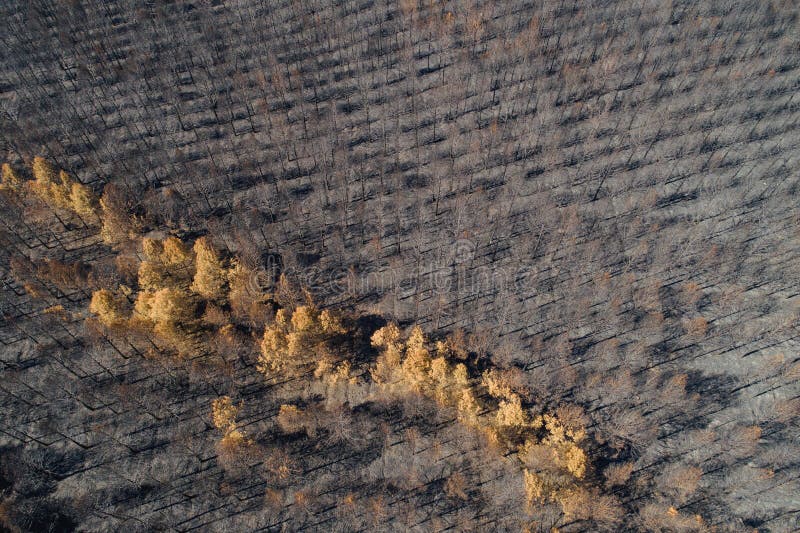 Aerial View of Burnt Trees after a Forest Fire Stock Photo - Image of ...