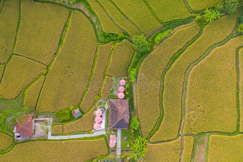 Aerial View of Cafe between Rice Fields in Bali Stock Image - Image of ...