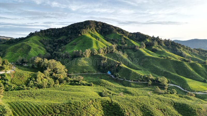 Aerial View of the Cameron Highlands Tea Plantation Stock Image - Image ...