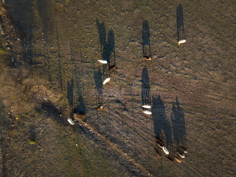 Aerial View of Cattle Standing on the Field Stock Photo - Image of ...