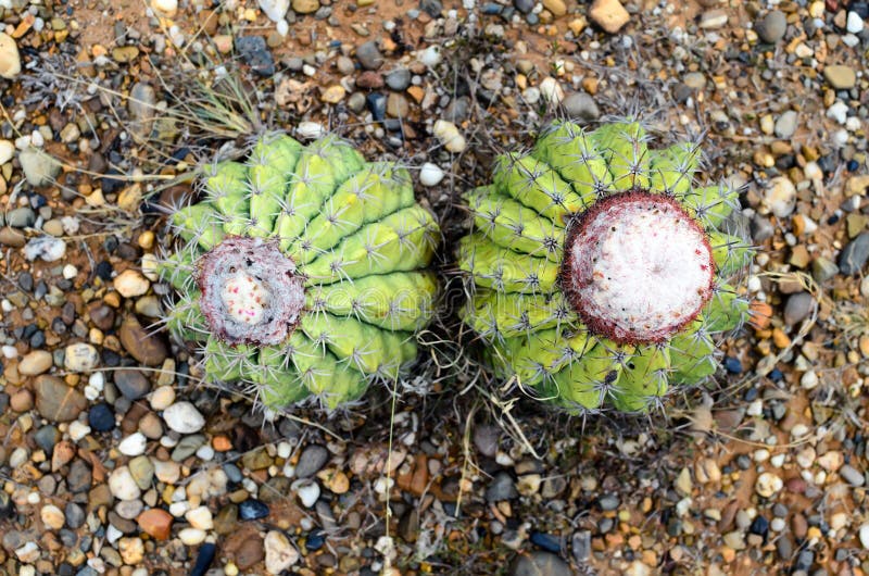 Aerial View Closeup of Two Cactus in Desert Stock Photo - Image of ...