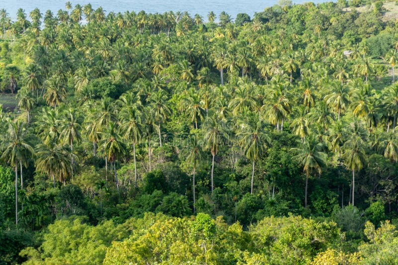Aerial View of Coconut Trees Field at Sunset Stock Photo - Image of ...