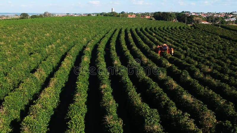 Aerial View of Coffee Mechanized Harvesting Stock Video - Video of ...