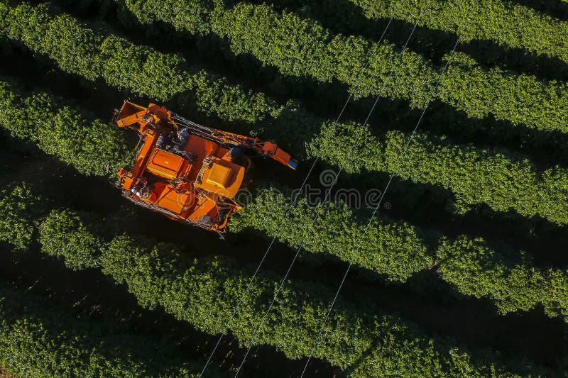 Aerial View of Coffee Mechanized Harvesting Stock Photo - Image of ...