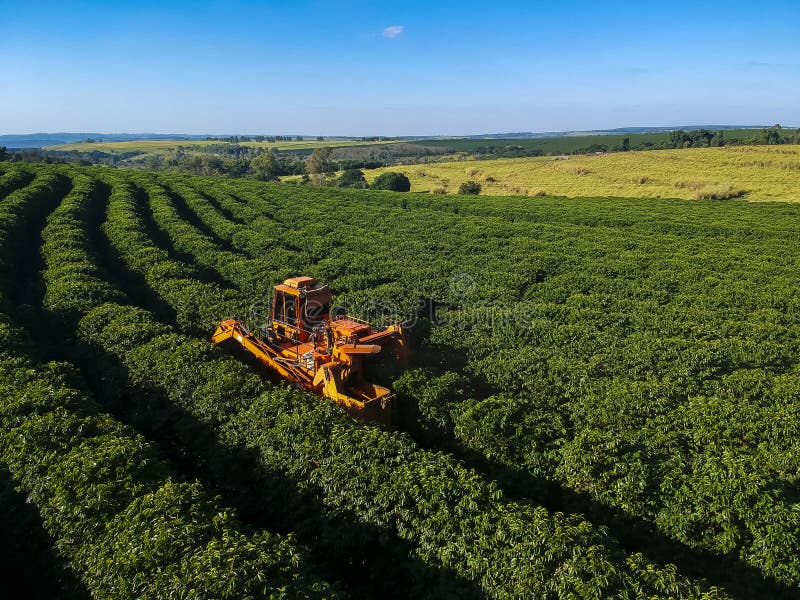 Aerial View of Coffee Mechanized Harvesting Stock Image - Image of ...