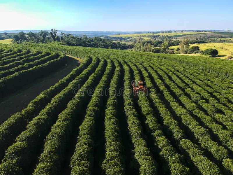 Aerial View of Coffee Mechanized Harvesting Stock Image - Image of farm ...