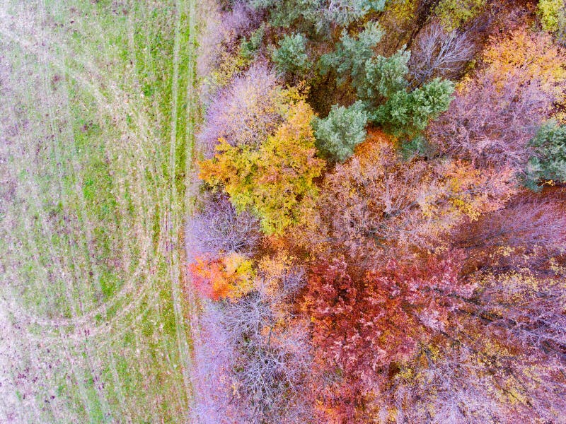 Aerial View of Colorful Autumn Forest. Stock Photo - Image of aerial ...