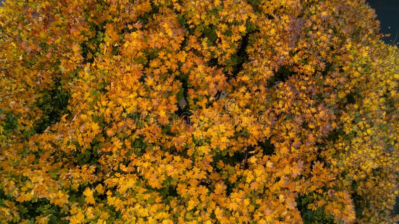 Aerial View of Colorful Autumn Leaves on Top of a Maple Tree Stock ...
