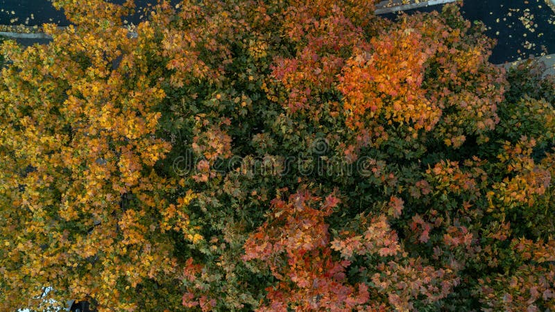 Aerial View of Colorful Autumn Leaves on Top of a Maple Tree Stock ...