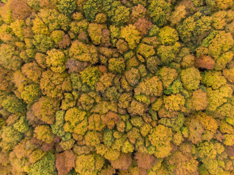 Aerial View of Colorful Forest during Autumn Stock Photo - Image of ...