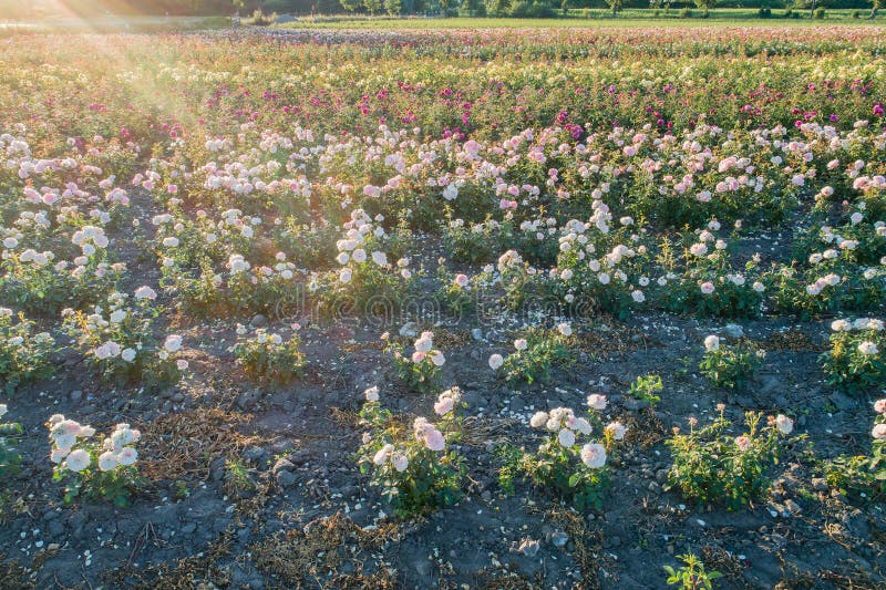 Aerial View of Colorful Rose Fields Stock Photo - Image of agriculture ...