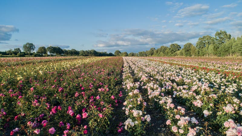 Rose Fields Stock Images - Download 1,382 Royalty Free Photos
