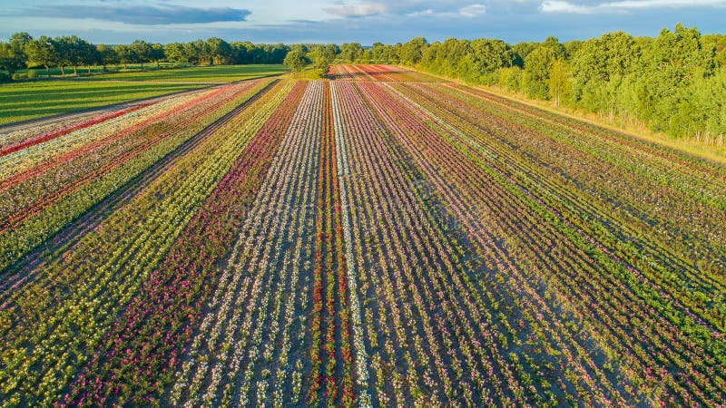 Aerial View of Colorful Rose Fields Stock Photo - Image of field ...