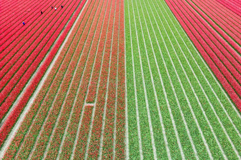 Aerial View of Colorful Tulip Fields during Spring Time Stock Image ...