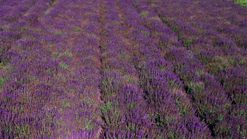Aerial View of Common Sage Field in Bloom Stock Footage - Video of blue ...