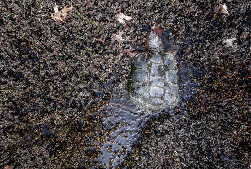 Aerial View of a Common Snapping Turtle from Massachusetts Stock Photo ...