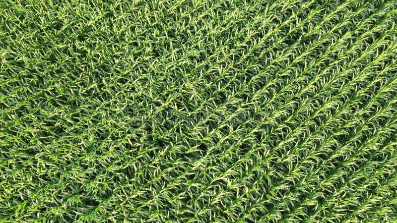 Aerial Stock Footage & Videos - 1,692,978 Stock Videos