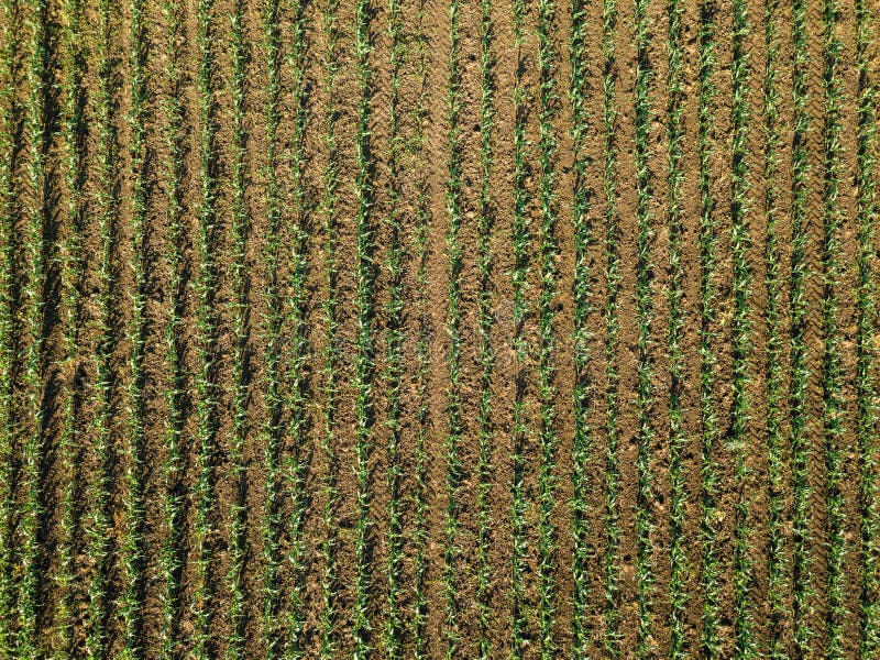 Aerial View of Corn Crops Field Stock Photo - Image of cereal, maize ...
