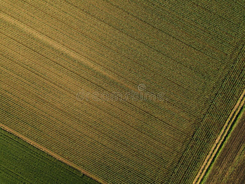 Aerial View of Corn Crops Field Stock Photo - Image of scenery ...
