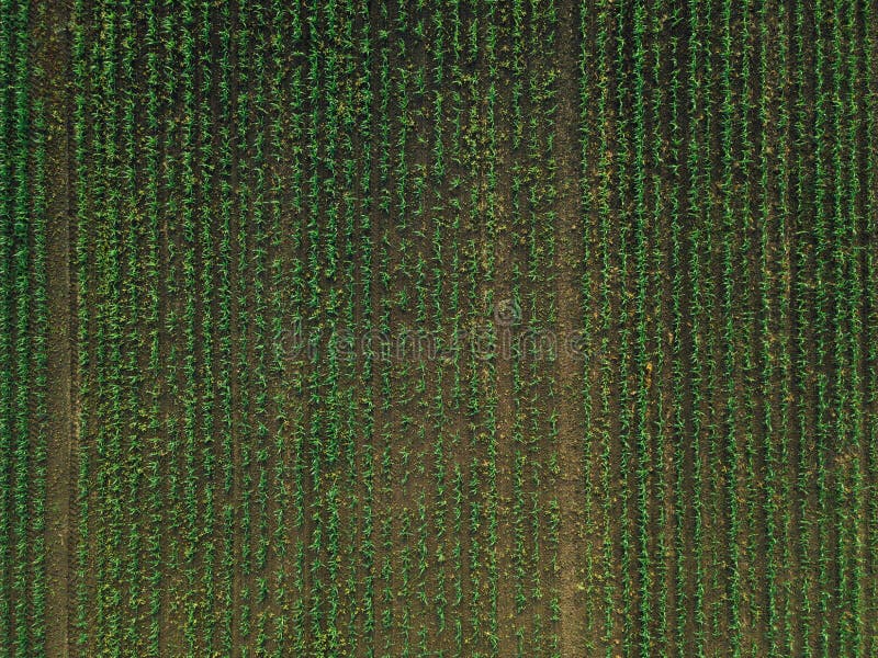 Aerial View of Corn Crops Field with Weed Stock Photo - Image of ...