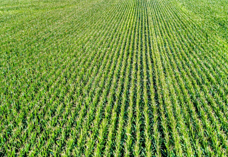 Aerial View of Corn Field, Background. Stock Photo - Image of crop, view: 99624620