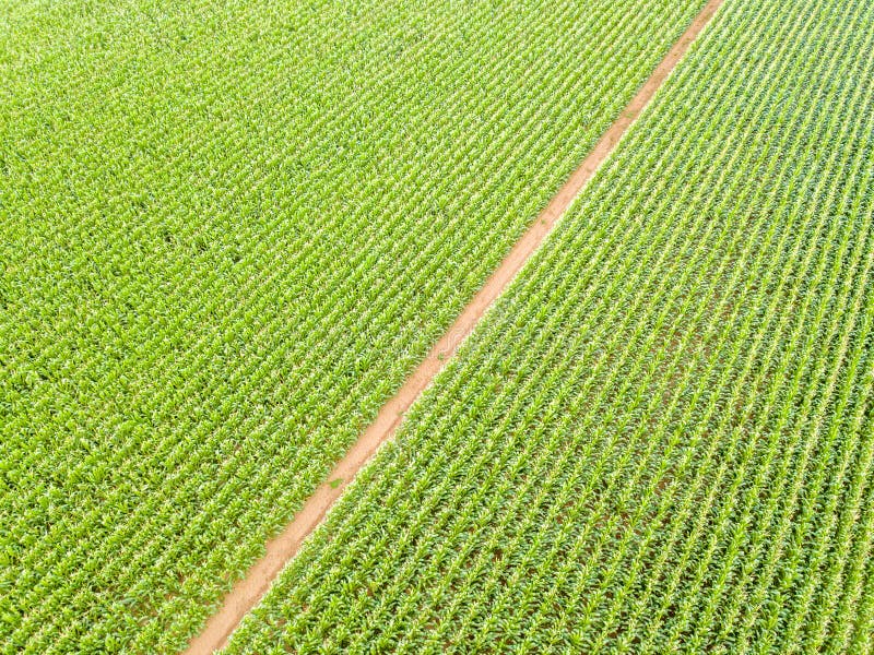 Aerial View of Corn Field Culture Stock Image - Image of background ...