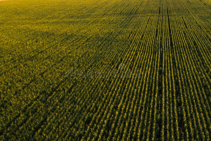 Aerial View of Corn Field. Pattern Design Concept with Copy Space ...