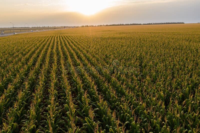 Aerial view of corn field stock photo. Image of countryside - 228012824