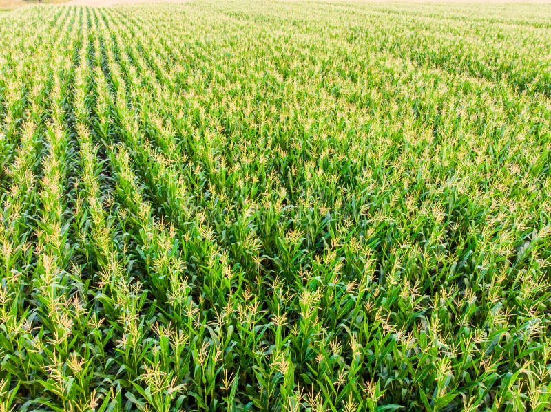 Aerial View of Corn Field Top View. Stock Photo - Image of summer ...