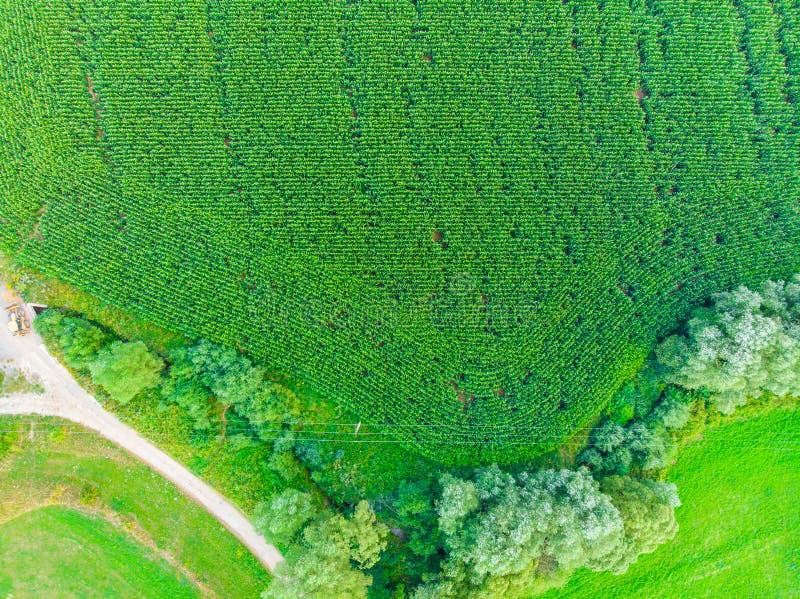 Aerial View of Corn Field Top View. Stock Image - Image of color, crop ...
