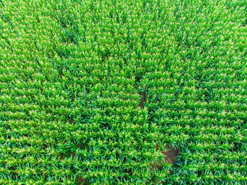 Aerial View of Corn Field Top View. Stock Photo - Image of harvest ...