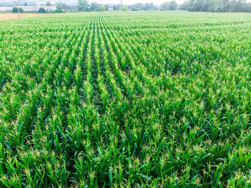 Aerial View of Corn Field Top View. Stock Photo - Image of grass ...