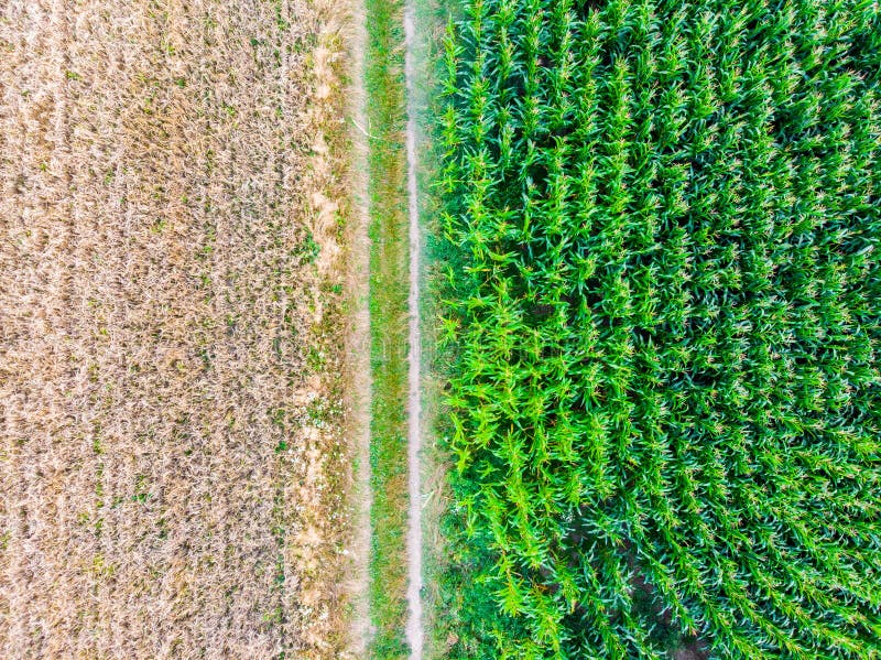 Aerial View of Corn Field Top View. Stock Image - Image of field ...