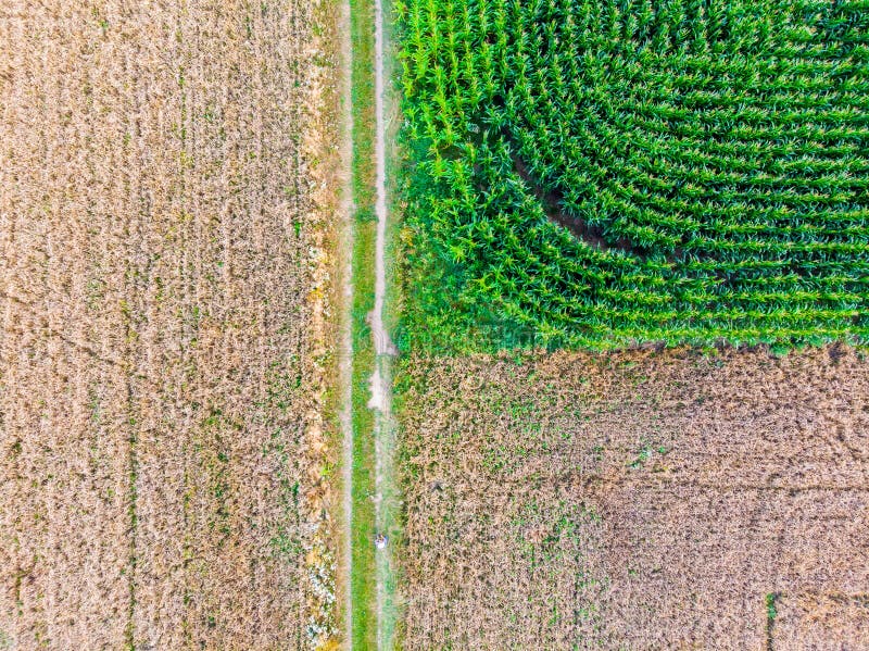 Aerial View of Corn Field Top View. Stock Image - Image of landscape ...