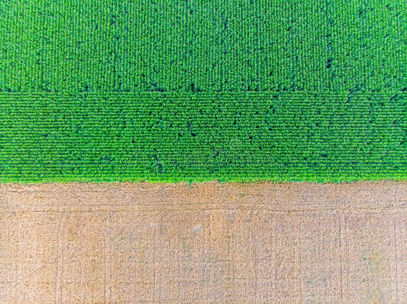 Aerial View of Corn Field Top View. Stock Photo - Image of harvest ...