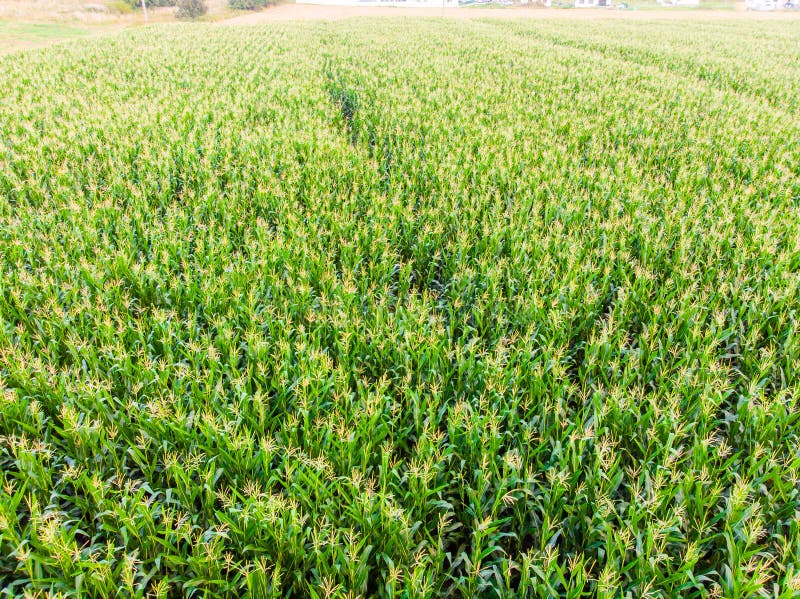 Aerial View of Corn Field Top View. Stock Photo - Image of farm ...