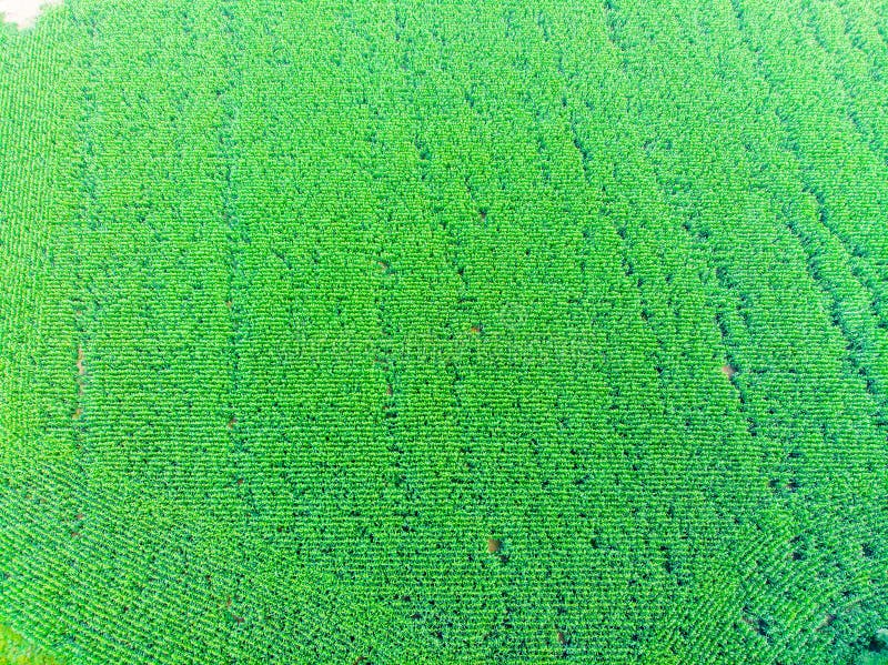 Aerial View of Corn Field Top View. Stock Image - Image of aerial ...
